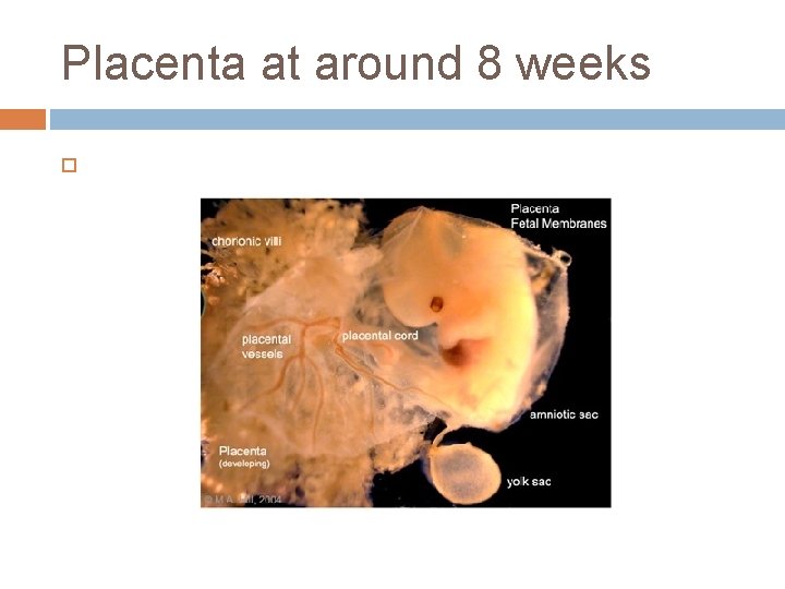 General facts about pregnancy Pregnancy lasts for 266