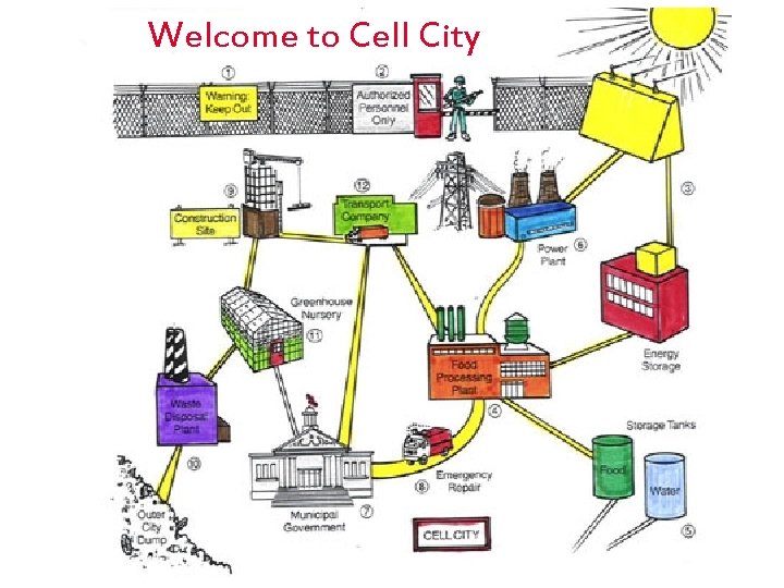 Cell Structure Function http www youtube comwatch vzaf