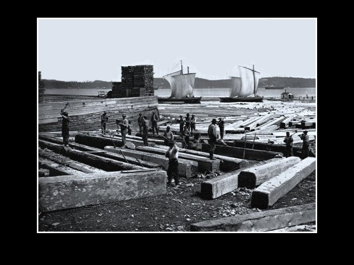 THE TIMBER TRADE IN THE 1800 S Timber