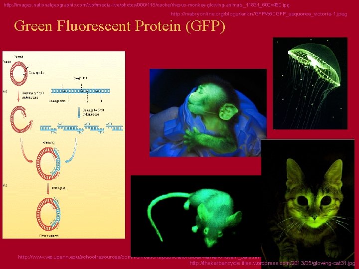 DNA TECHNOLOGY AND GENOMICS SB 2 Ask questions