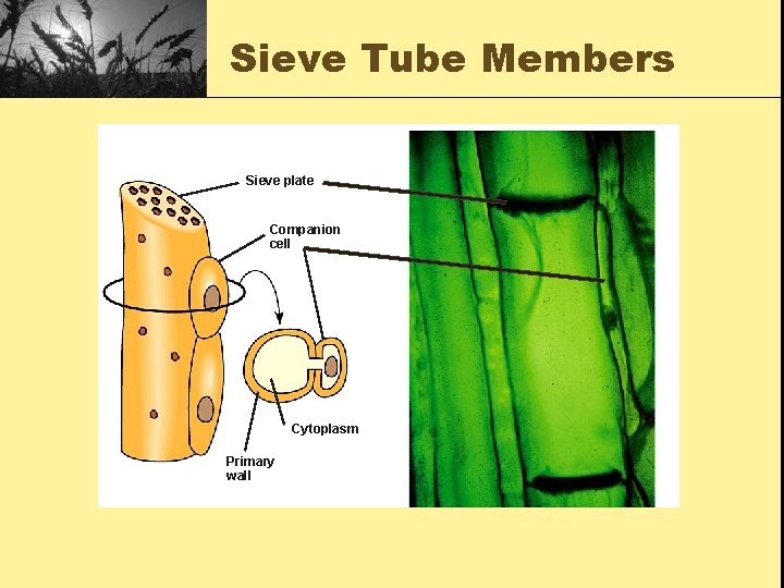 Plant Structure Reproduction and Development Angiosperms Cotyledons ...
