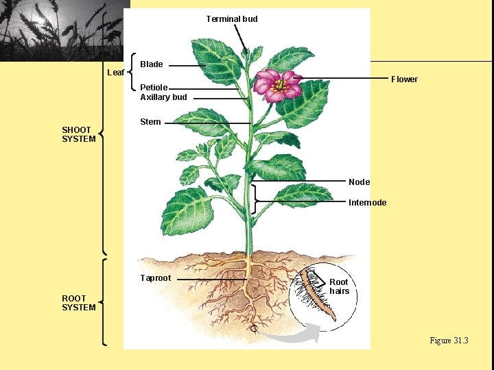 Plant Structure Reproduction and Development Angiosperms Cotyledons ...