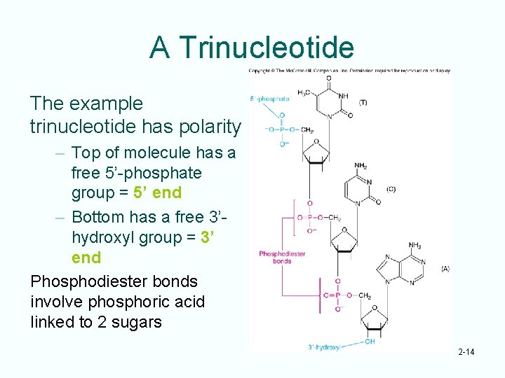 CHAPTER 2 GENE STRUCTURE MISS NUR SHALENA SOFIAN