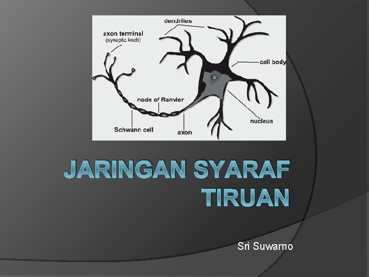 JARINGAN SYARAF TIRUAN Sri Suwarno Referensi Faucett Laurene