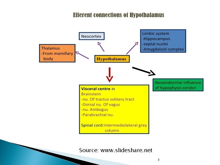 ENDOCRINOLOGY II PHS 423 Vegetative Functions of Hypothalamus