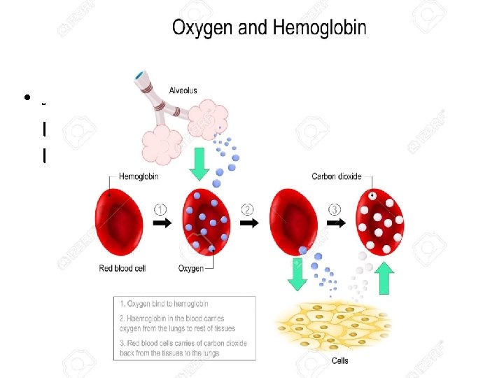 OBTOILA OZ TRANSPORTNI SISTEM lovek FUNKCIJA PRENAANJE HRANILNIH