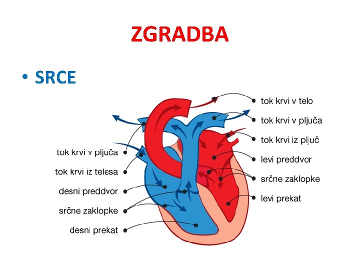 OBTOILA OZ TRANSPORTNI SISTEM lovek FUNKCIJA PRENAANJE HRANILNIH