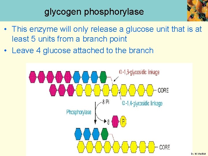 Storage Mechanisms and Control in Carbohydrate Metabolism Chapter