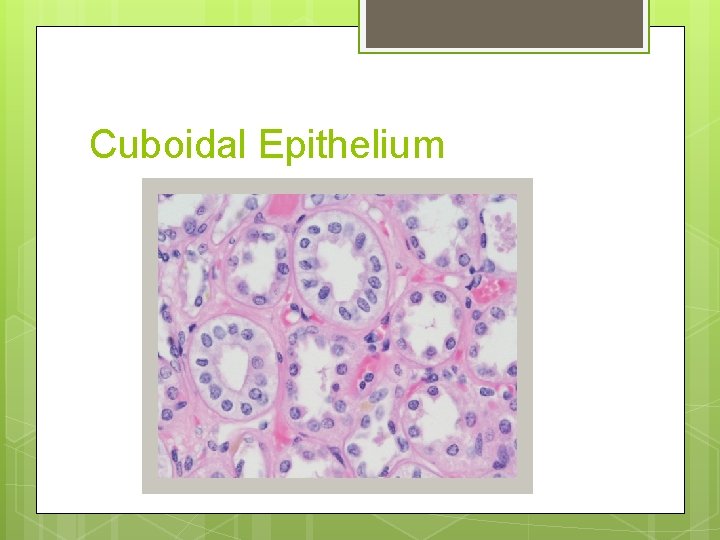 Structure and Function of Cells State Objective 3