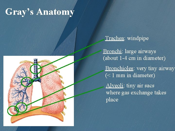 Housing Indoor Environmental Quality And Indigenous Childrens Respiratory