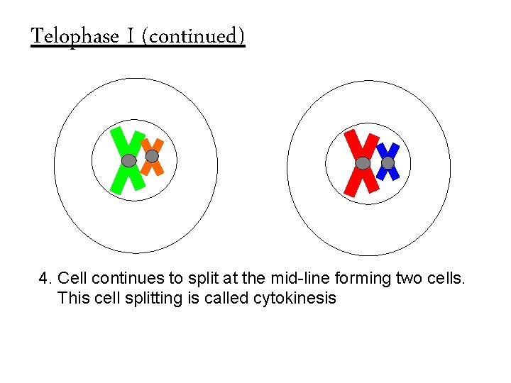 Meiosis The beginning of Genetics Meiosis vs Mitosis