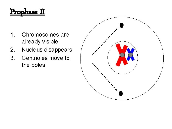 Meiosis The beginning of Genetics Meiosis vs Mitosis