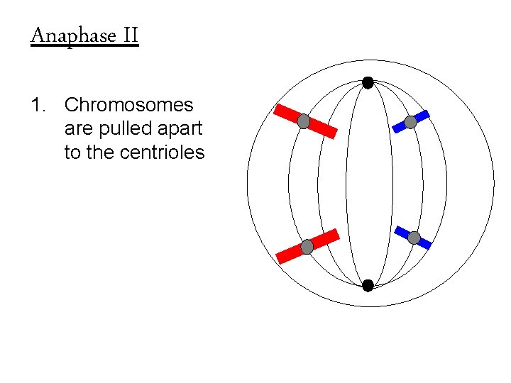 Meiosis The beginning of Genetics Meiosis vs Mitosis
