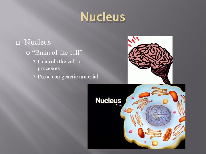 Nucleus Brain of the cell Controls the cells