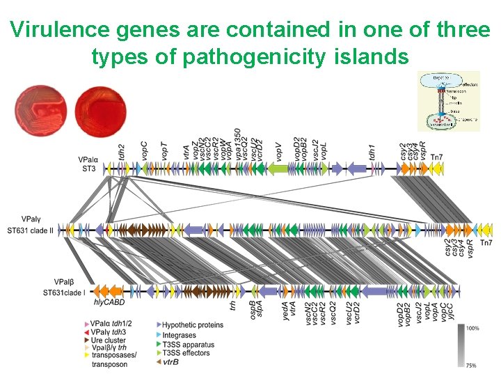Invasive and endemic Vibrio parahaemolyticus lineages in the