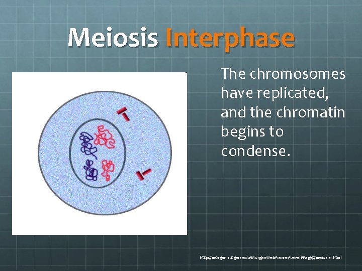 SEXUAL REPRODUCTION Sex cells formed by meiosis Requires