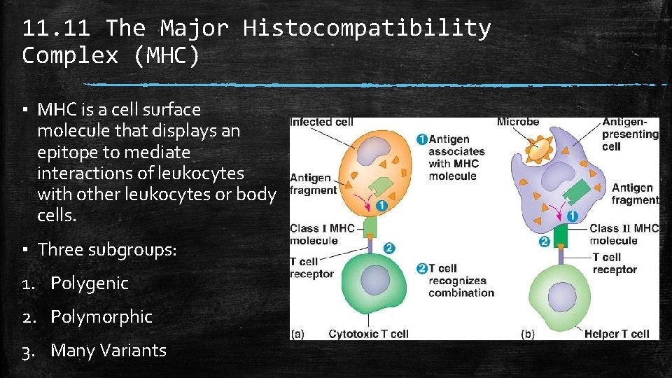 Immunology Ch 11 7 12 Microbiology 11 7