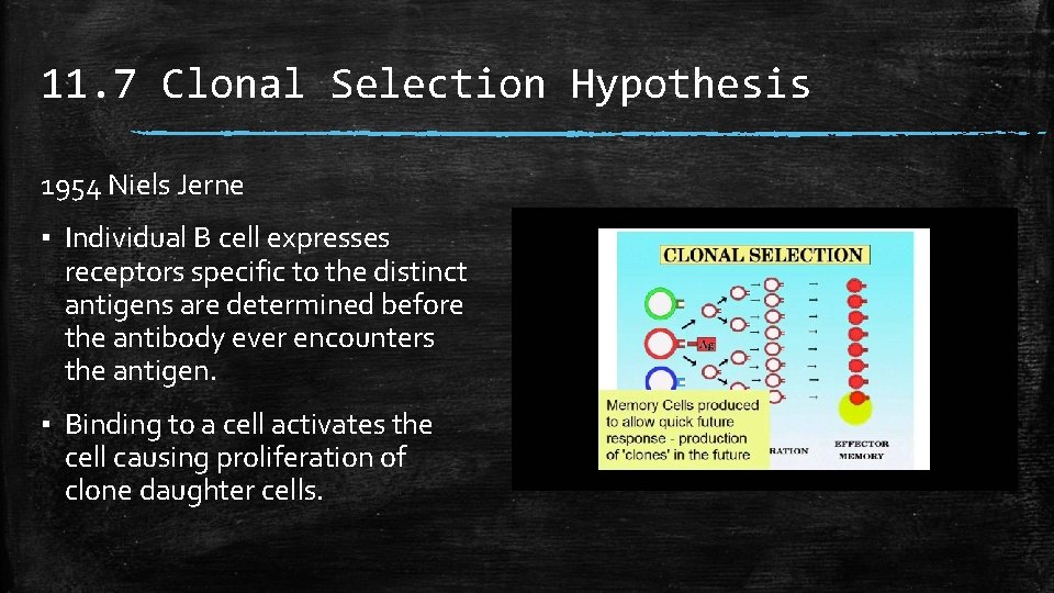 Immunology Ch 11 7 12 Microbiology 11 7