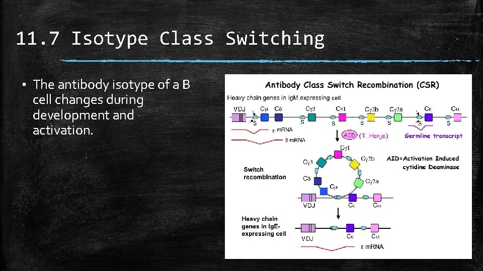 Immunology Ch 11 7 12 Microbiology 11 7