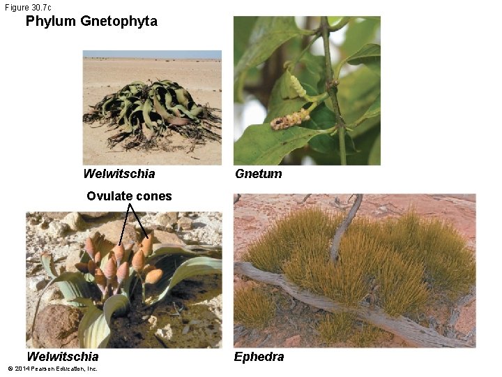 Evolution of Seed Plants Ch 30 Lecture Objectives