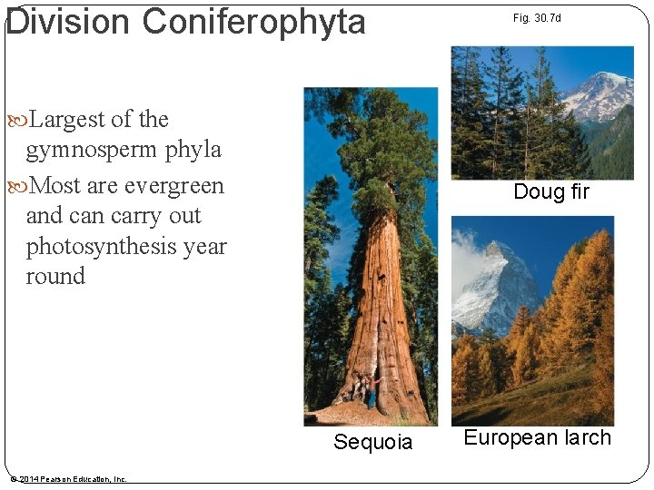 Evolution of Seed Plants Ch 30 Lecture Objectives