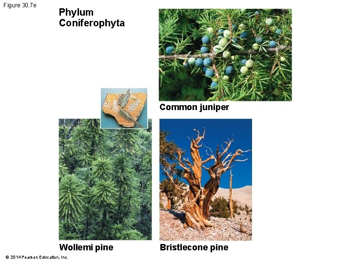 Evolution of Seed Plants Ch 30 Lecture Objectives