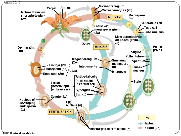 Evolution of Seed Plants Ch 30 Lecture Objectives