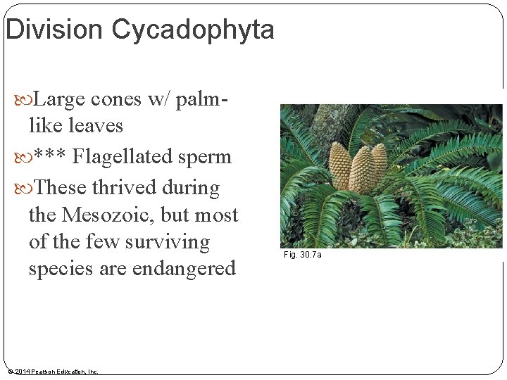 Evolution of Seed Plants Ch 30 Lecture Objectives