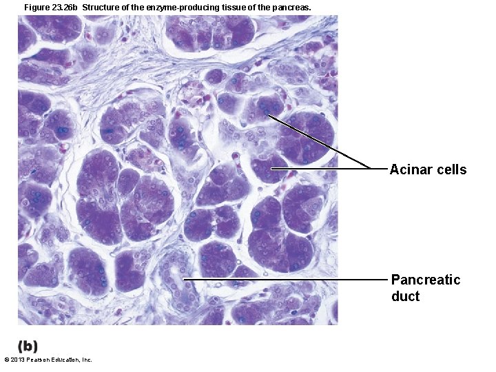 Power Point Lecture Slides prepared by Barbara Heard