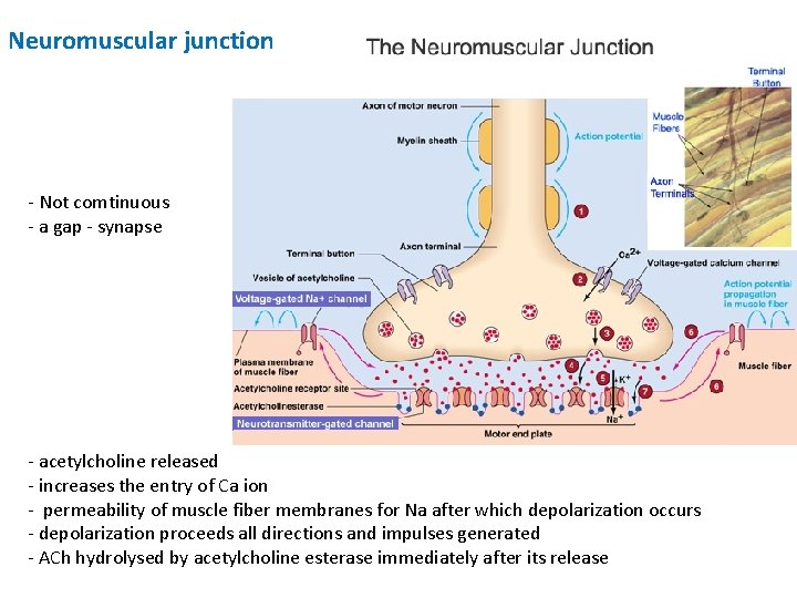 Muscular Contraction and Neuromuscular contraction Dr Than Kyaw
