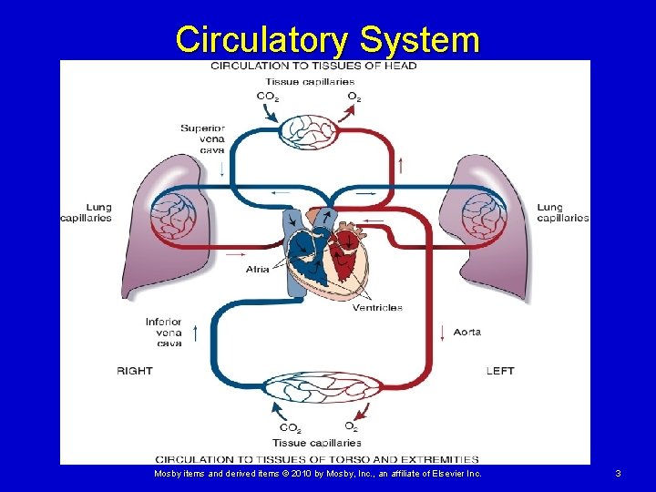 Chapter 11 Bleeding Soft Tissue Wounds and Shock