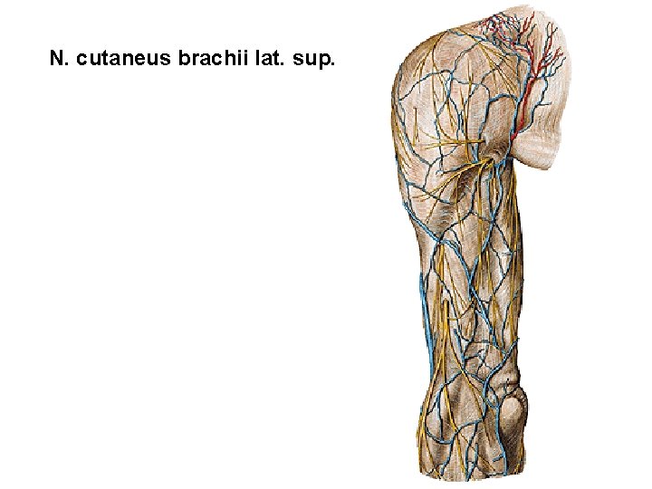 REGIONAL ANATOMY OF THE UPPER LIMB Regio deltoidea
