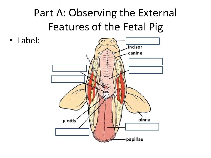 Fetal Pig Lab Student Response Slide Show Group