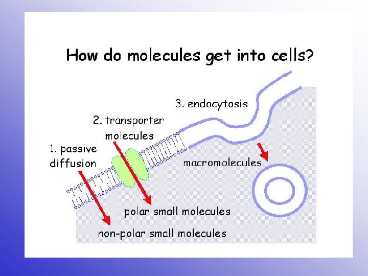 Movement Through Cell Boundaries Active and Passive Transport