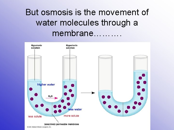 Movement Through Cell Boundaries Active and Passive Transport