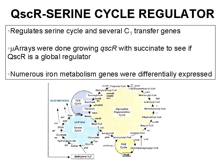 Connecting the Dots in Bacterial Physiology Methanol and
