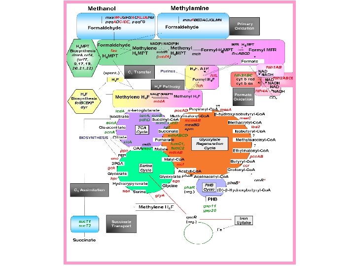 Connecting the Dots in Bacterial Physiology Methanol and