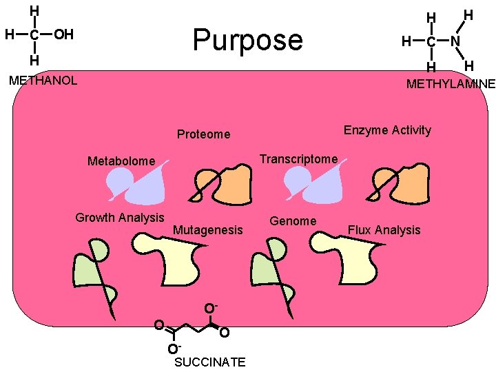 Connecting the Dots in Bacterial Physiology Methanol and