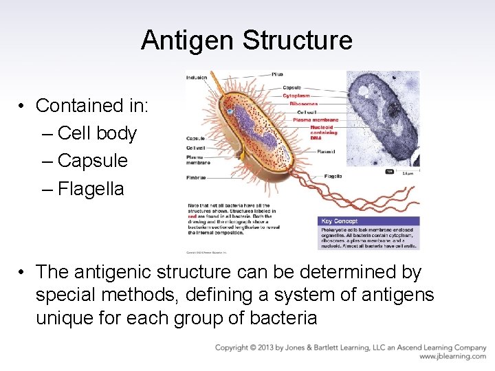 Chapter 6 Pathogenic Microorganisms Learning Objectives Explain ...