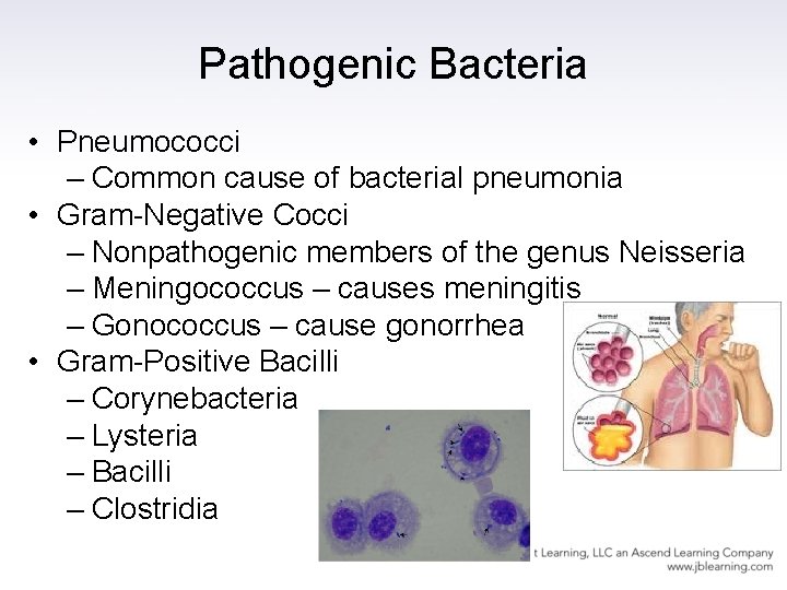 Chapter 6 Pathogenic Microorganisms Learning Objectives Explain ...
