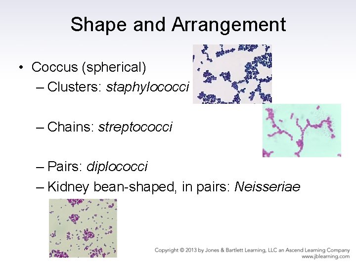Chapter 6 Pathogenic Microorganisms Learning Objectives Explain ...