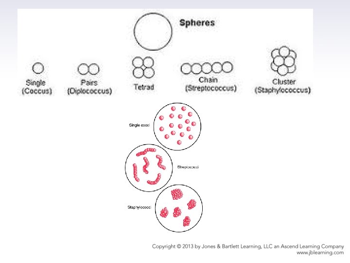Chapter 6 Pathogenic Microorganisms Learning Objectives Explain ...
