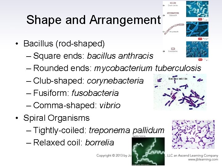 Chapter 6 Pathogenic Microorganisms Learning Objectives Explain ...