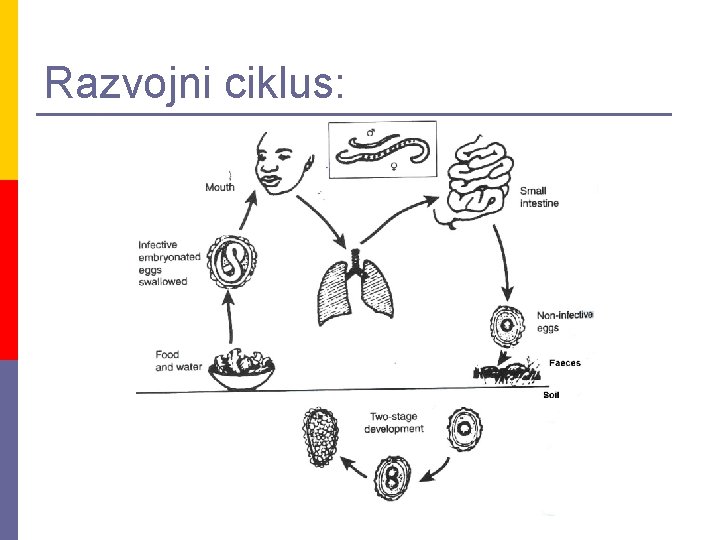 Askaridoza svinja Parazitska bolest uzrokovana Ascaris lumbricoides syn