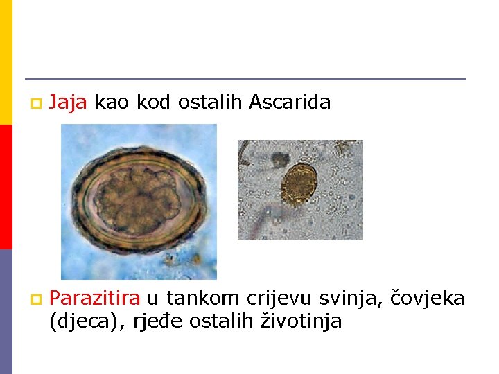 Askaridoza svinja Parazitska bolest uzrokovana Ascaris lumbricoides syn