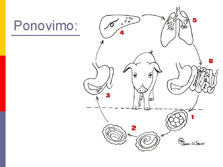 Askaridoza svinja Parazitska bolest uzrokovana Ascaris lumbricoides syn