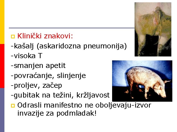 Askaridoza svinja Parazitska bolest uzrokovana Ascaris lumbricoides syn