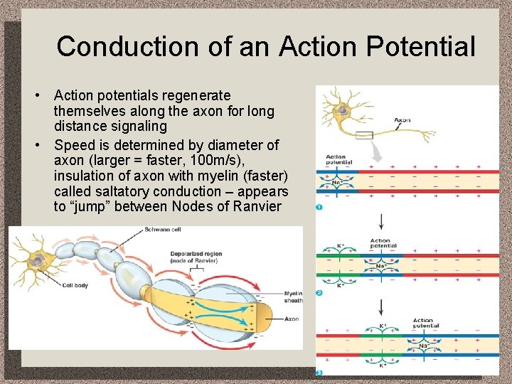 Chapter 48 Nervous System Types of Nervous Systems