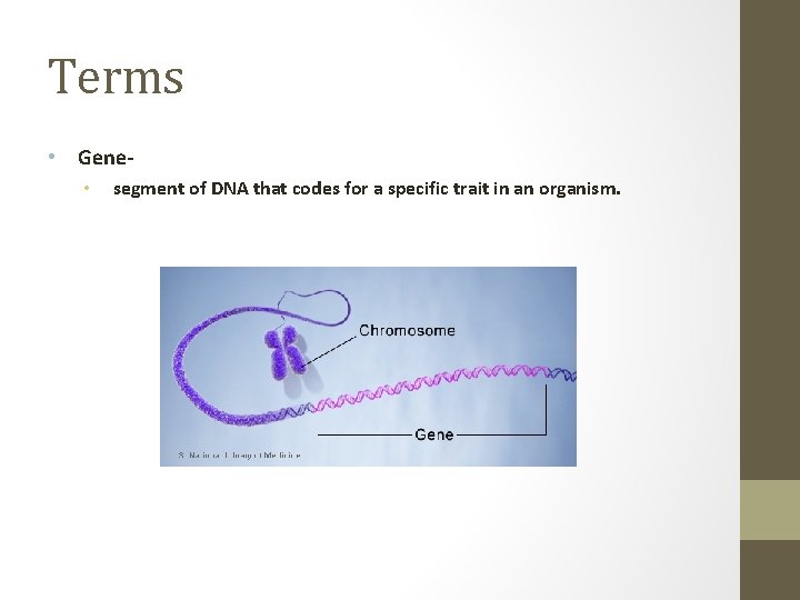 Mendelian Genetics and Biotechnology OBJECTIVE 12 01 Define