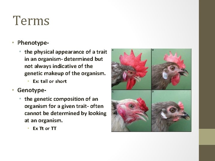 Mendelian Genetics and Biotechnology OBJECTIVE 12 01 Define